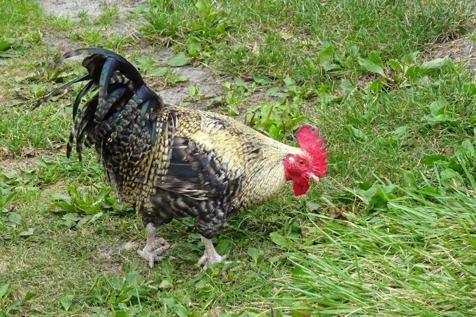 een leuk haantje | ZeelandNet Foto