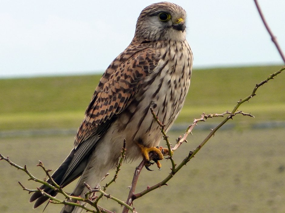 torenvalk | ZeelandNet Foto