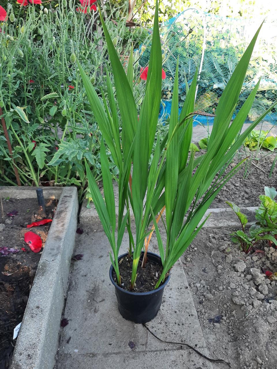 Crocosmia 'Lucifer'