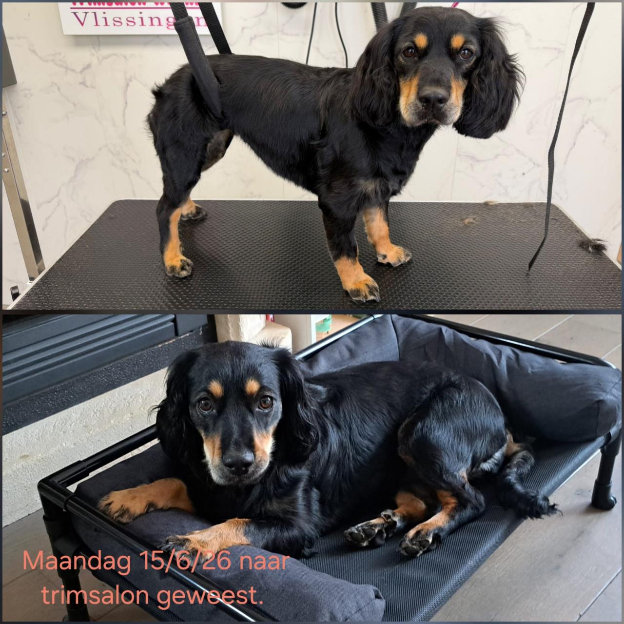 Luna zoekt een nieuw thuis