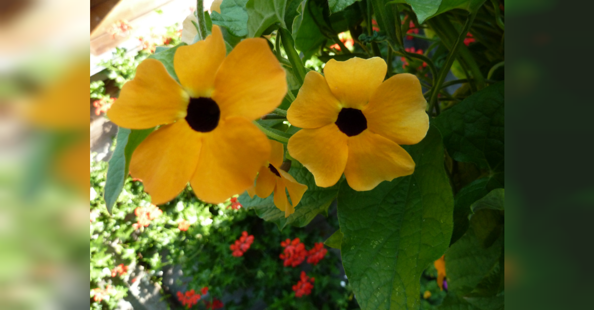 SUSANNE MOOOIE PLANTJES