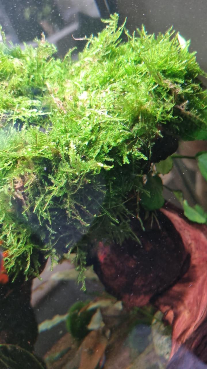 Mooie volle bosjes christmas moss (slakvrij!)