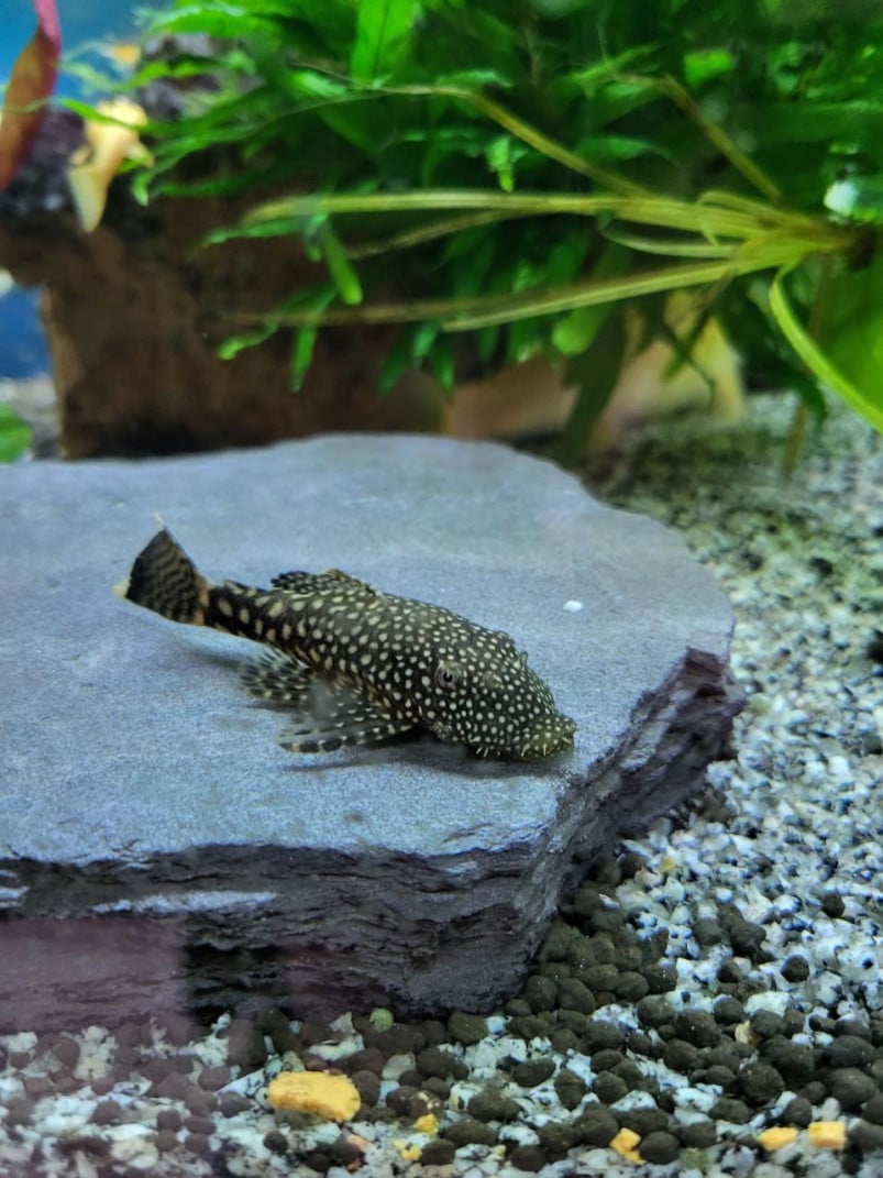 Ancistrus mannen en vrouwen tussen 4 en 8cm