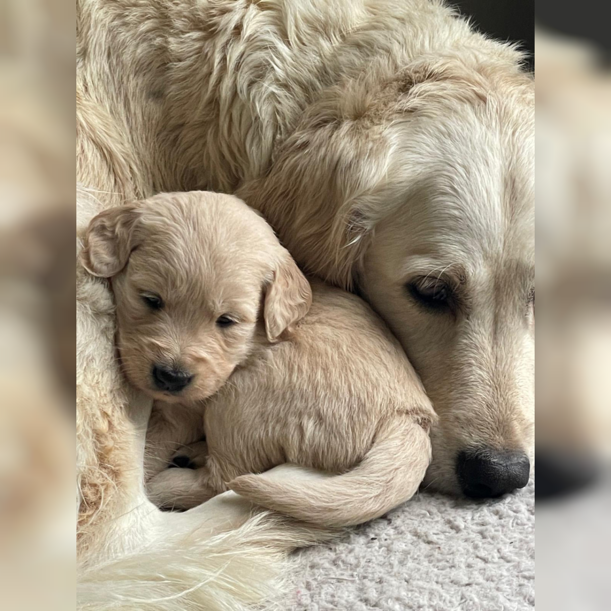 Trainerscarrousel: Kevin Hollander jaar langer bij Walcheren - Oozo.nl