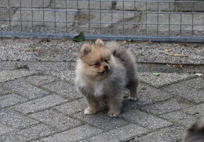 Pomeriaan pups