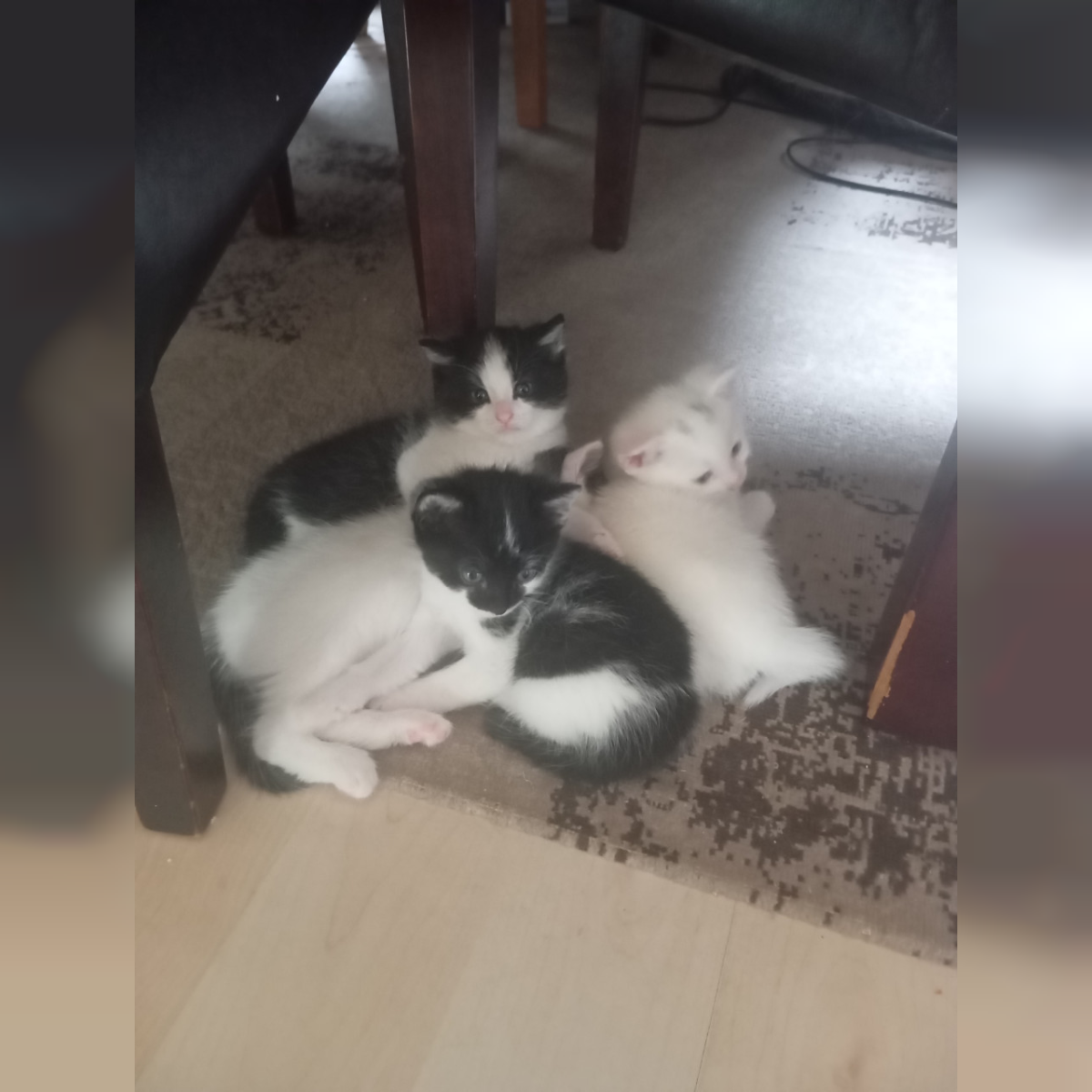 Kittens