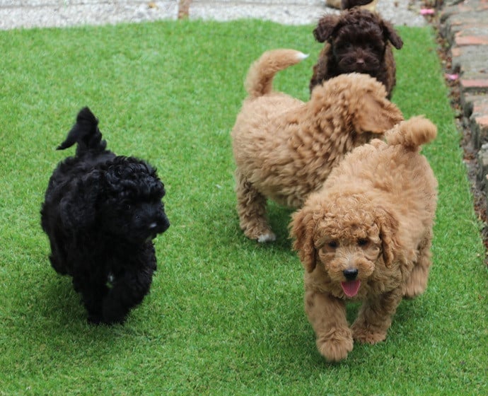 Dwerg doodle pups beschikbaar