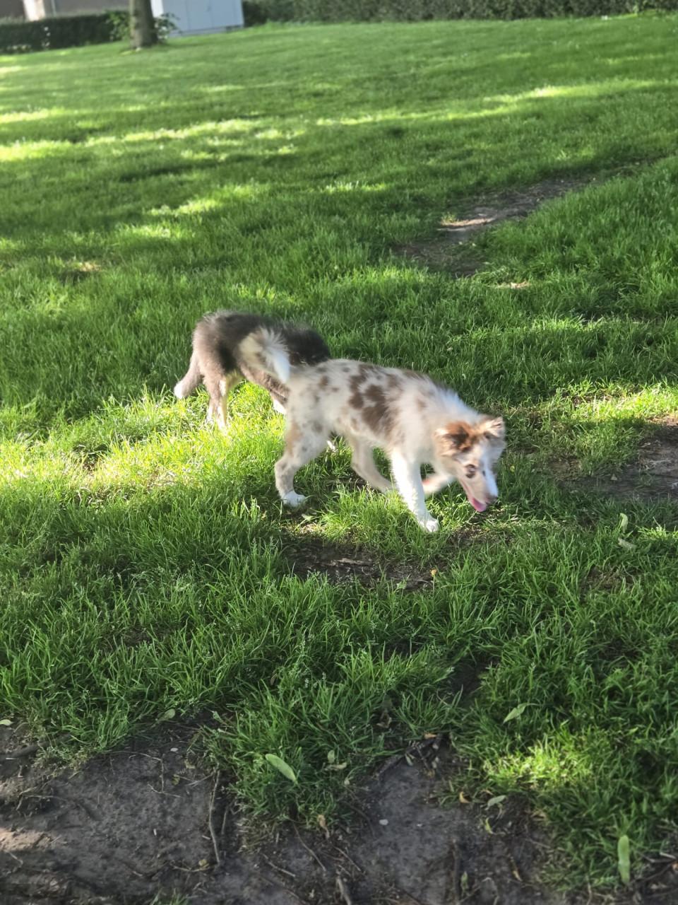 Red merle border collie teefje