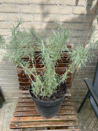 Kerrie plant