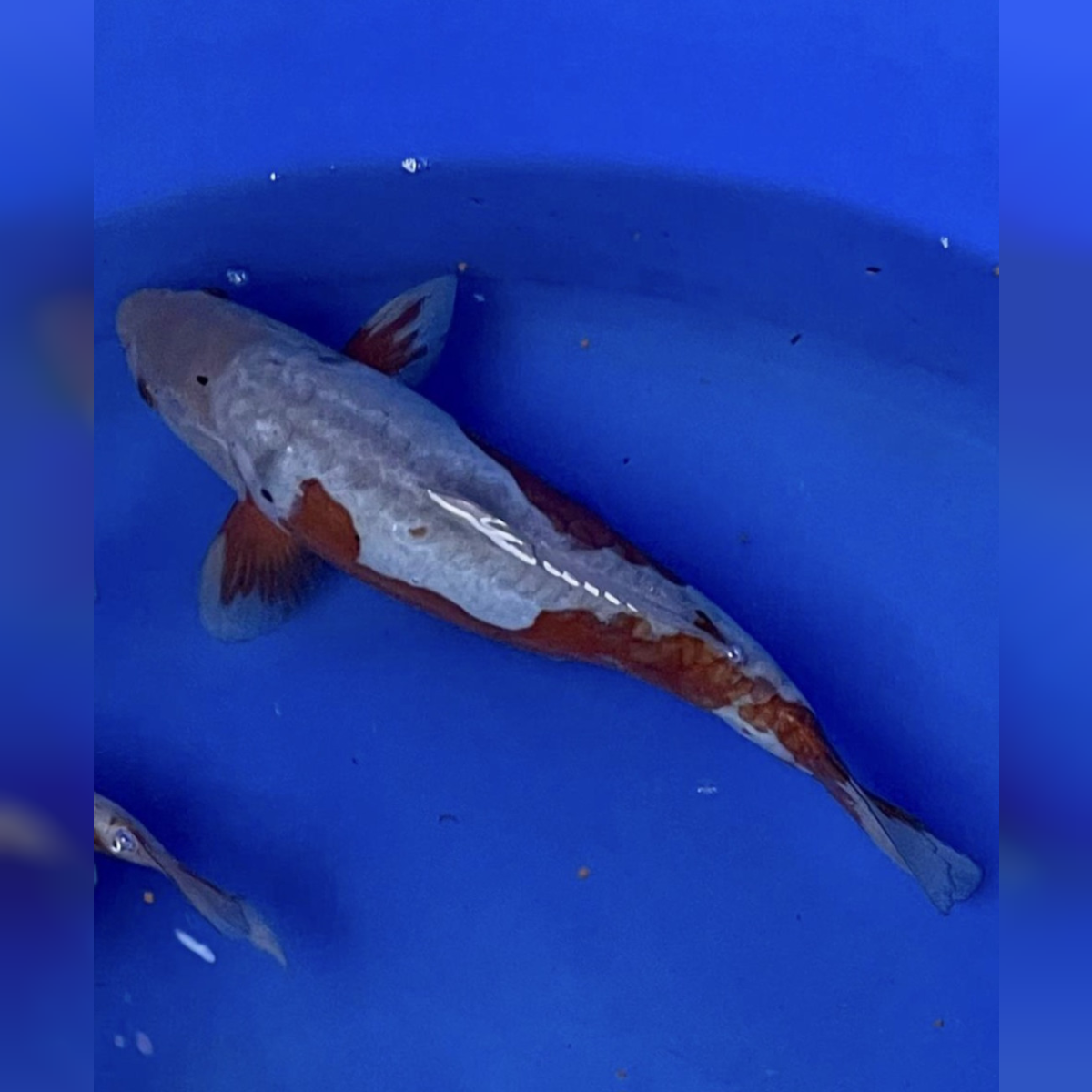 Nisai doitsu ochiba koi