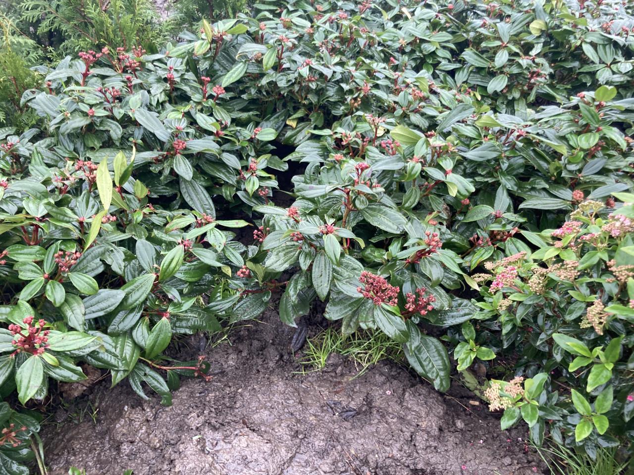 Viburnum tinus/davidii