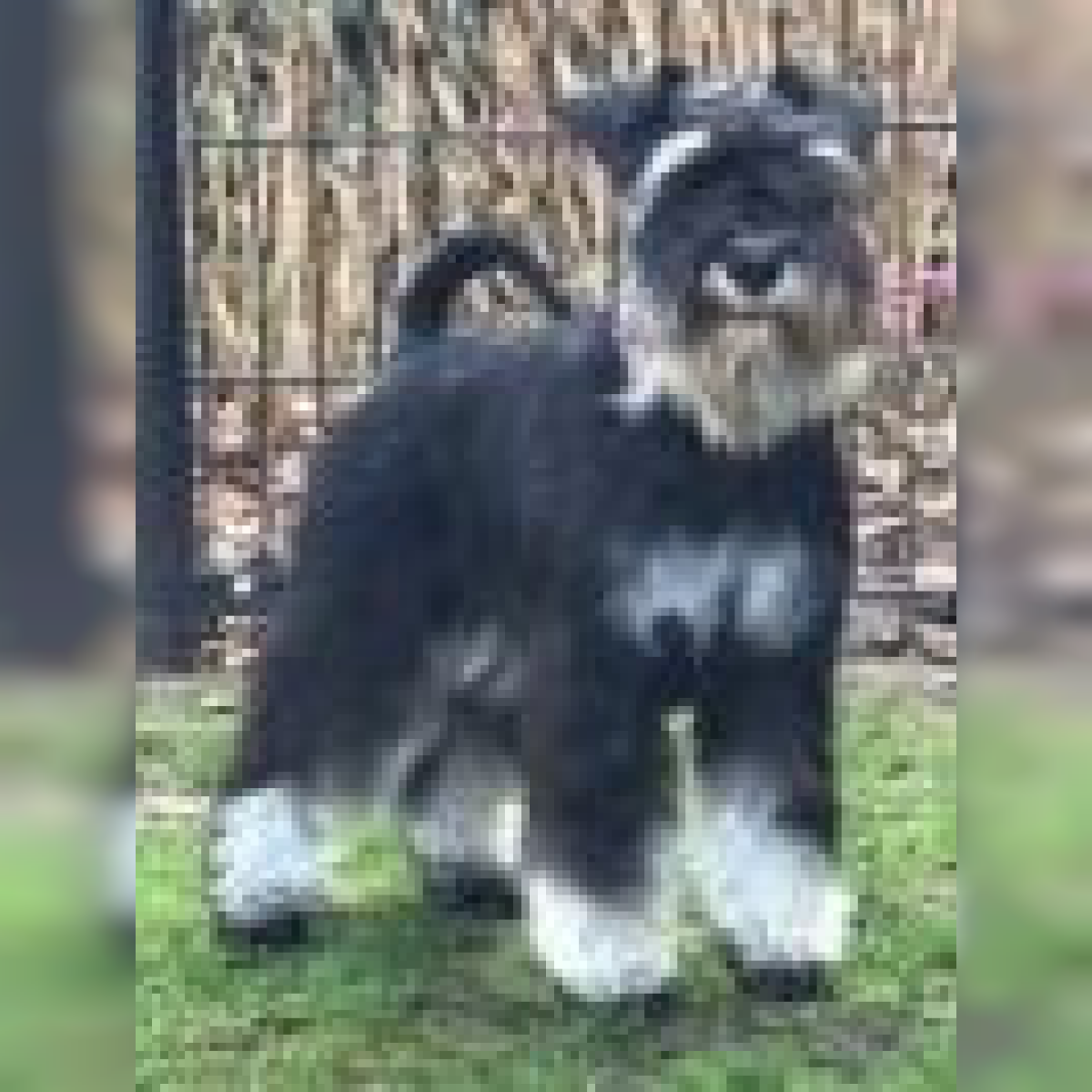 Dwergschnauzer teef schwart-silver of TOY-SCHNAUZER gezocht