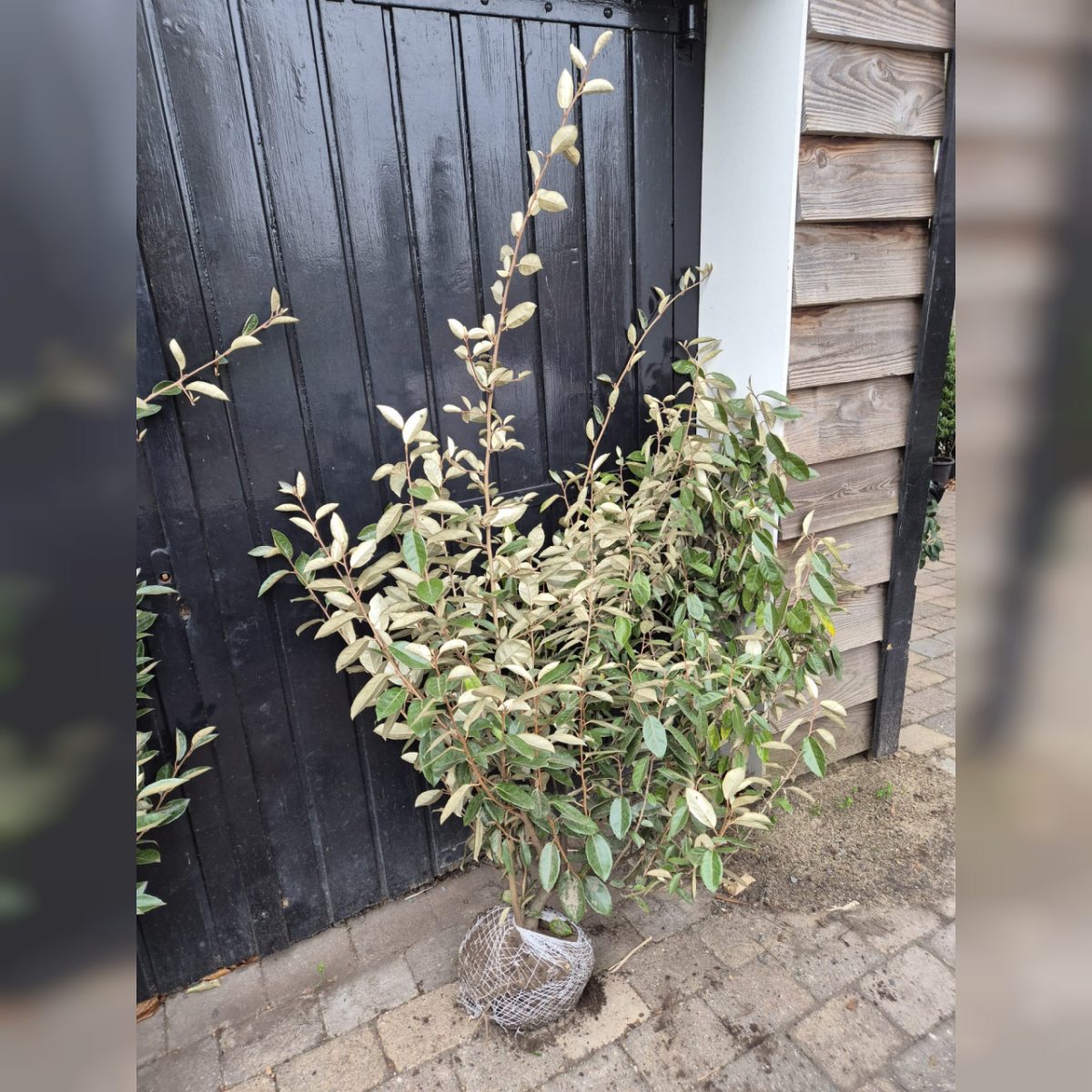 Super bossige olijfwilg struiken tot 1 meter breed OP=OP