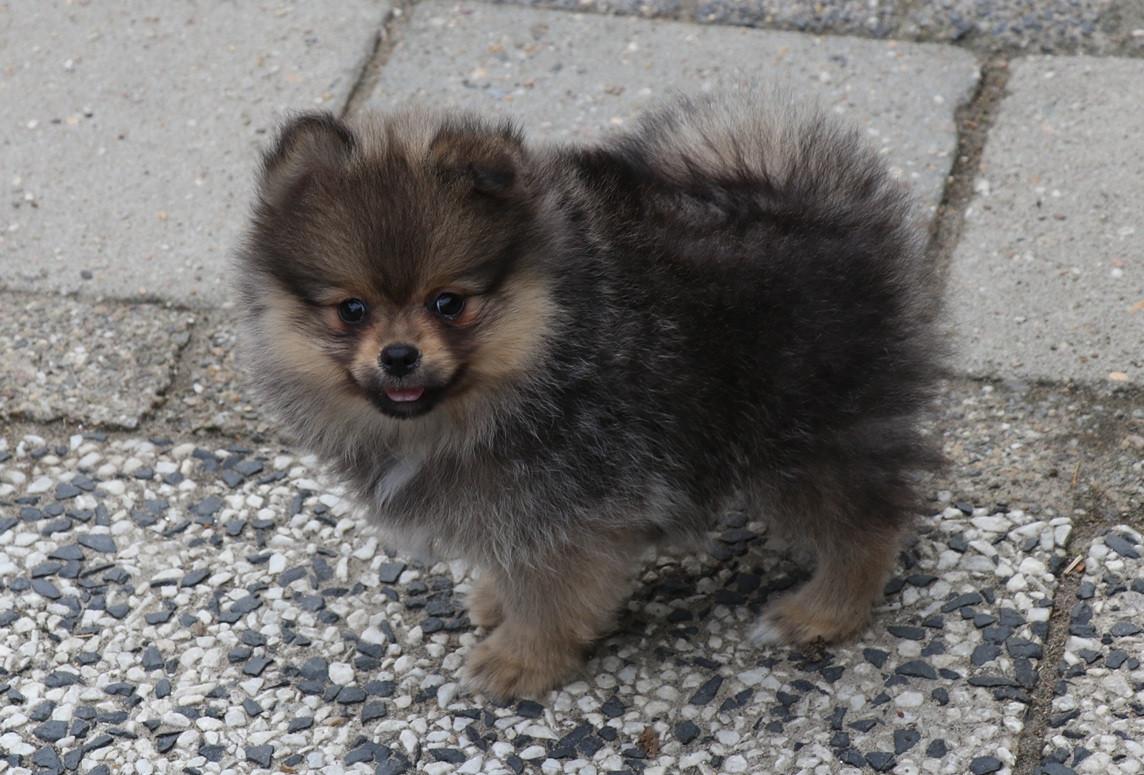Pomeriaan pups