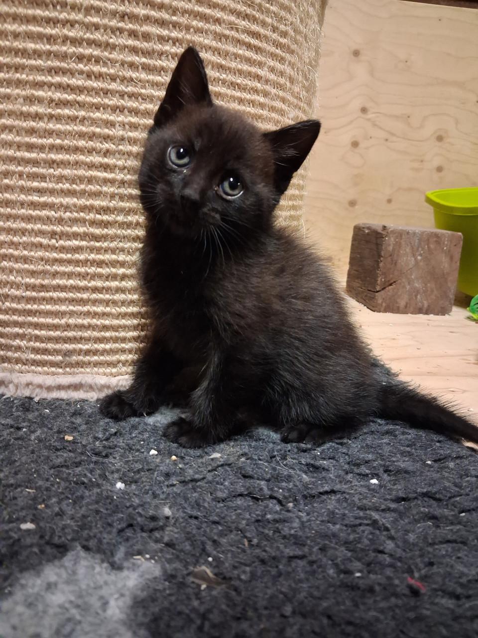 Super leuke kittens!