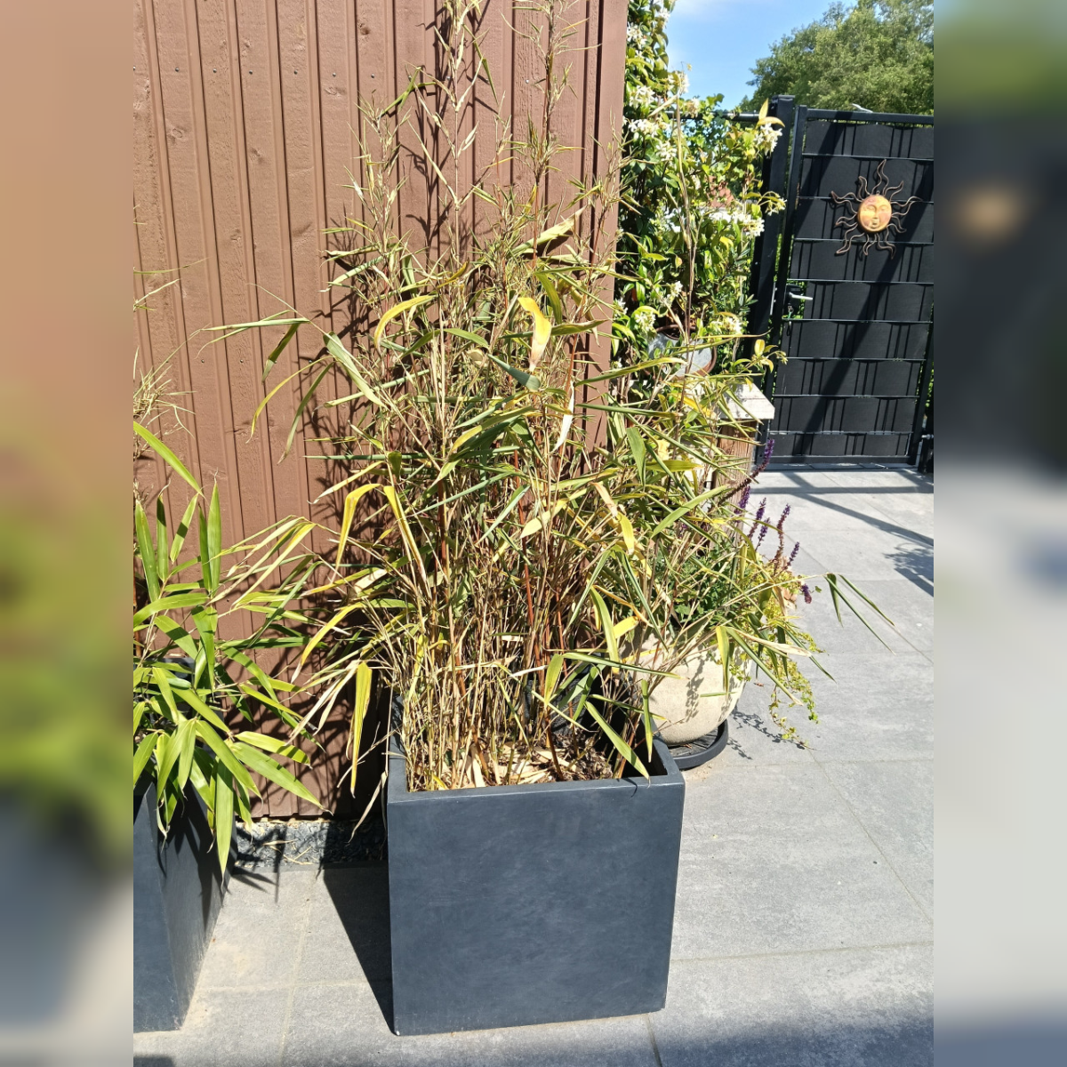 Grote bamboe plant