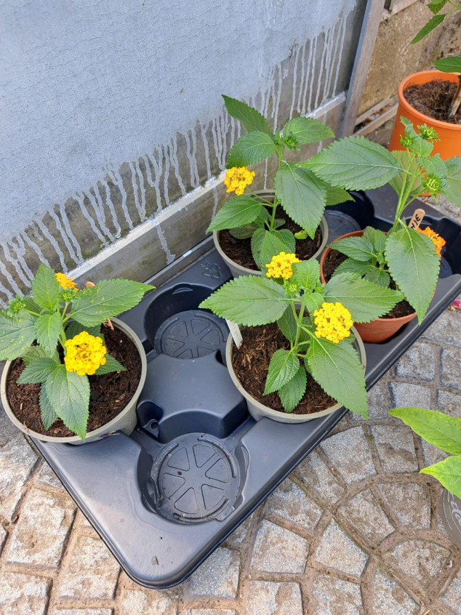 Jonge planten van de Lantana
