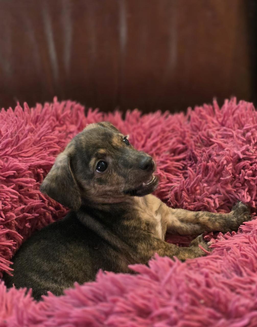 Prachtige Jack Russell puppies