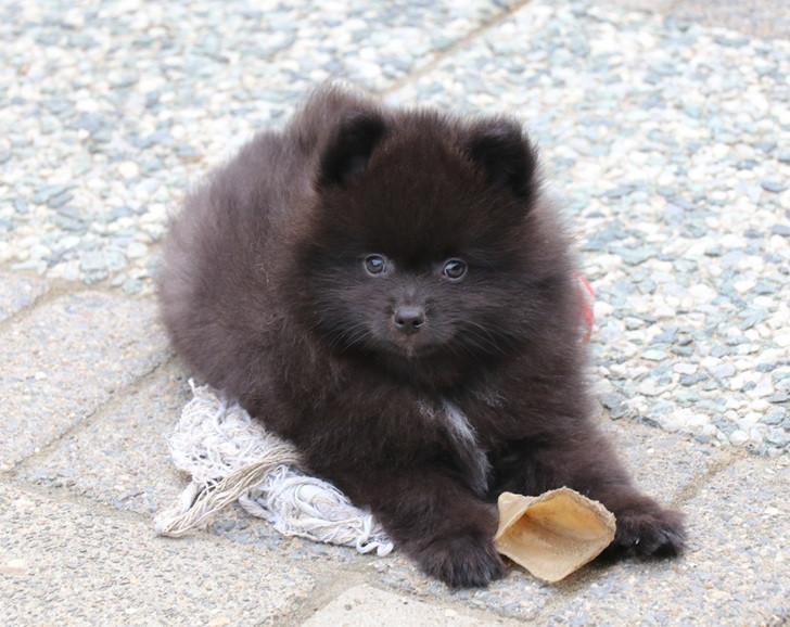 Pomeriaan pups